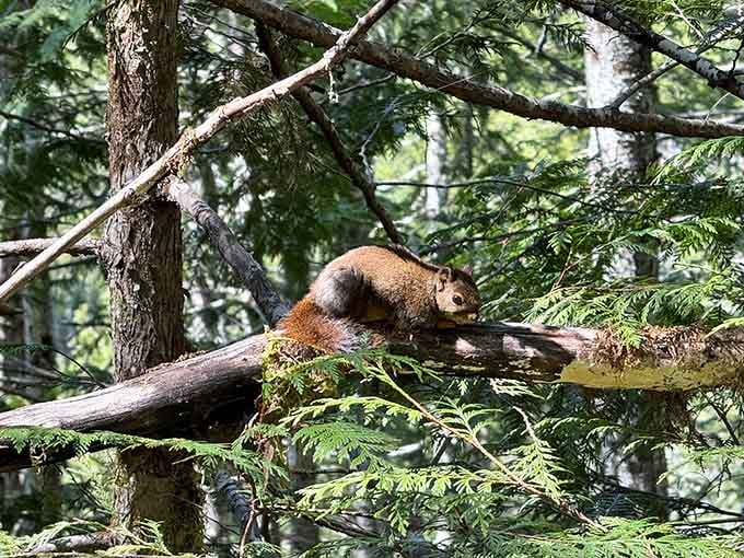 This little acrobat found the perfect fallen log for his afternoon performance, completely unbothered by your presence or camera clicks.