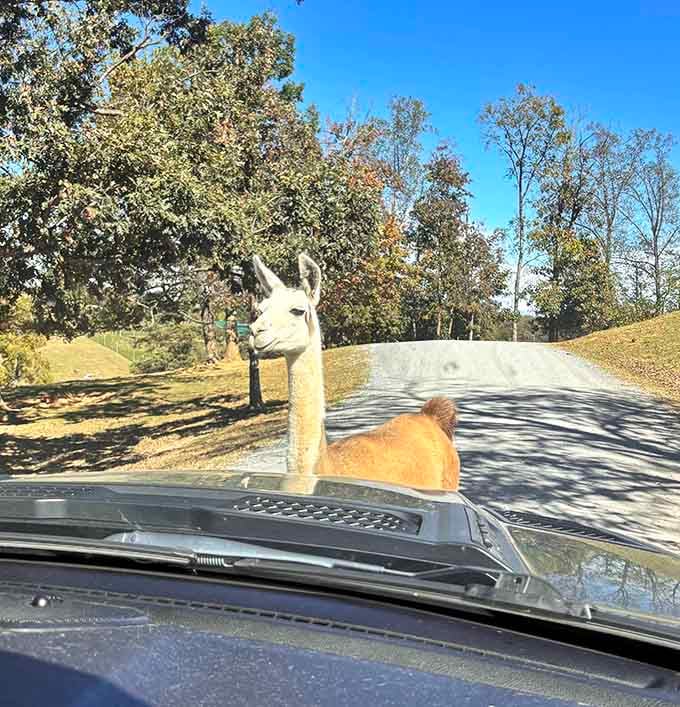 This llama approaches your vehicle with the confidence of a parking attendant expecting a generous tip.