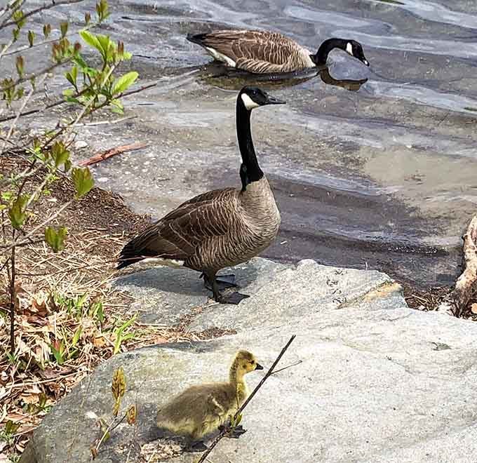 Canada geese and their adorable gosling prove that even wildlife appreciates Walden's family-friendly atmosphere and scenic views.