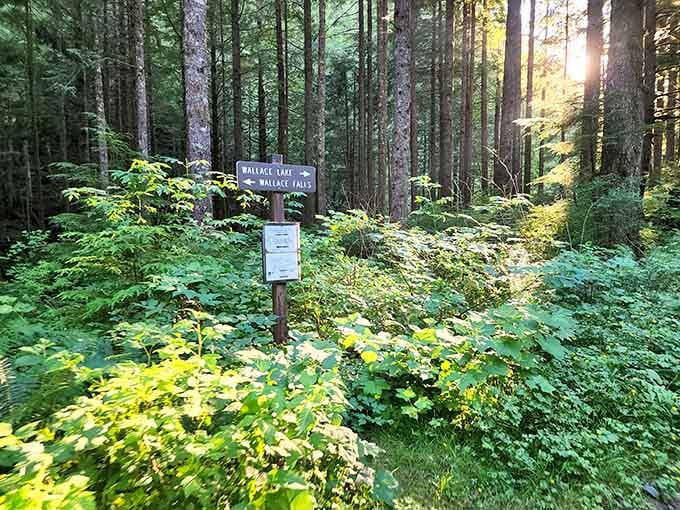 Trail signs point the way like nature's own GPS, except these actually work when you need them most.