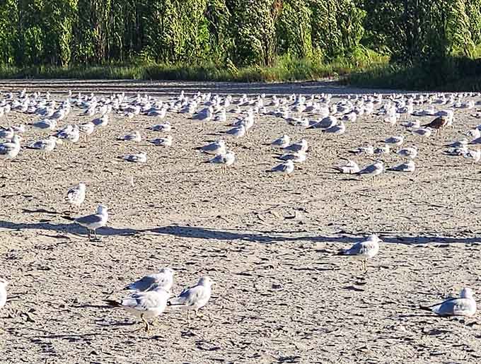 When the seagulls outnumber the people, you know you've found a beach that hasn't been overrun by tourists yet.