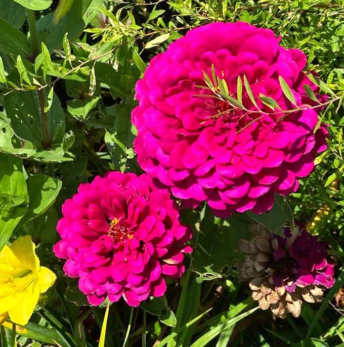 Zinnias proving that bright colors and good taste aren't mutually exclusive after all.