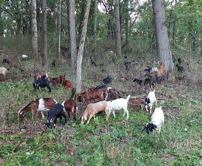 These goats are part of the park's vegetation management team, proving nature has the best landscaping crew available.
