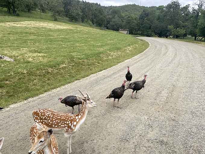 When wild turkeys and deer share the road, it's like nature's version of an unexpected dinner party.