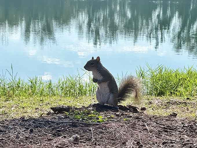 This lakeside squirrel poses better than most Instagram influencers, clearly understanding the assignment of being photogenic wildlife.
