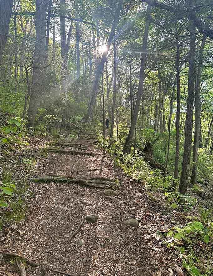 The kind of peaceful woodland path that makes you forget about traffic jams and remember why walking is humanity's original therapy.