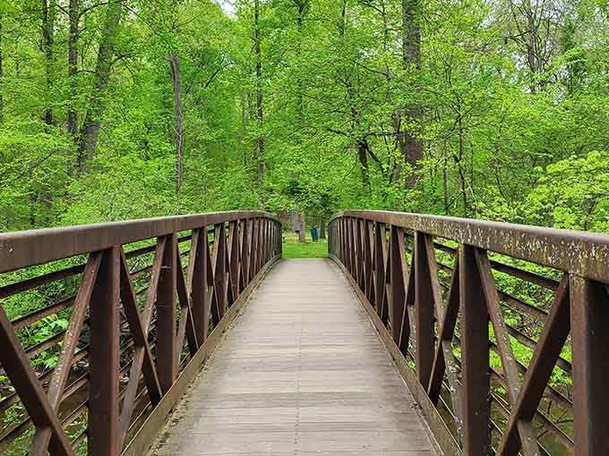 The bridge spans across the forest floor, guiding adventurers deeper into pristine wilderness and natural wonder.