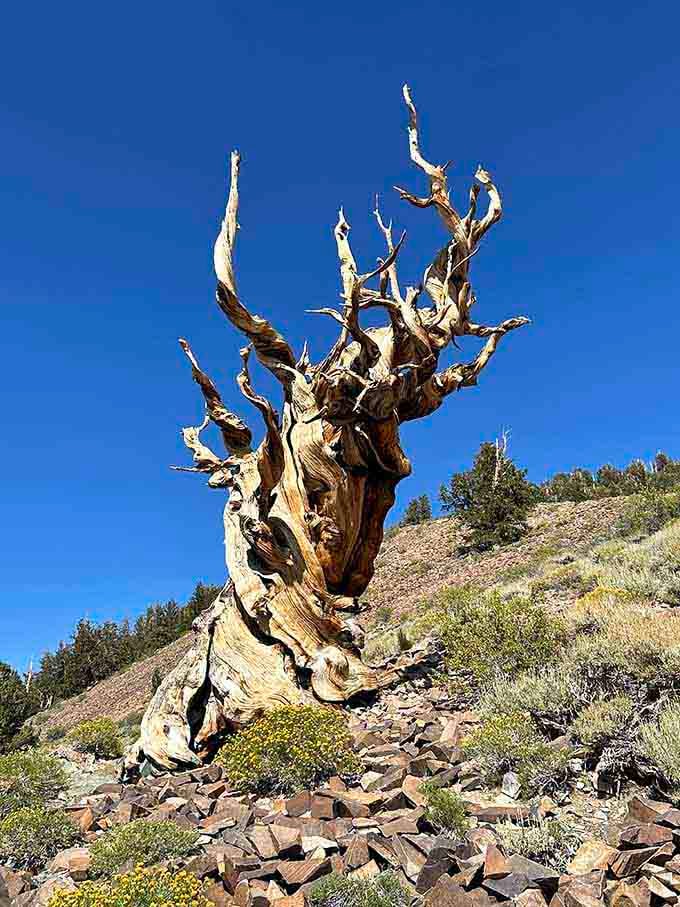 Twisted bristlecone branches reach toward brilliant blue sky, each gnarled limb telling thousands of years of mountain survival.