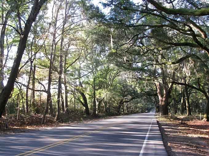 This winding country road curves through centuries-old oaks that grew wild and free, creating organic beauty.