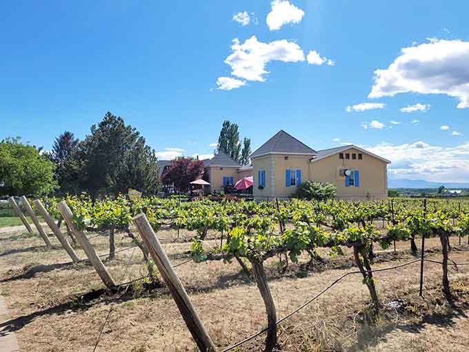 The charming yellow building with blue shutters brings a touch of French countryside charm to the Yakima Valley vineyards.