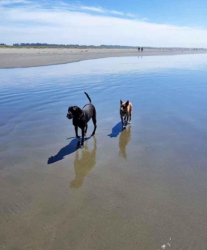 These happy pups have discovered what locals already know&mdash;endless shallow water perfect for four-legged beach adventures.