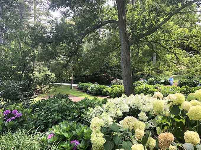 Hydrangeas billowing like clouds beneath shady oaks &mdash; Heritage Museums and Gardens is a flower lover's paradise.
