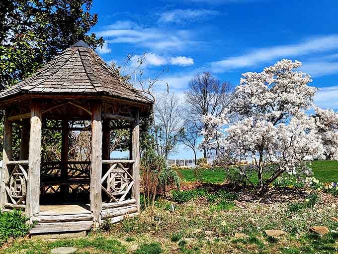 A rustic gazebo frames cherry blossoms in peak bloom, proving spring's fleeting beauty is worth the wait every year.
