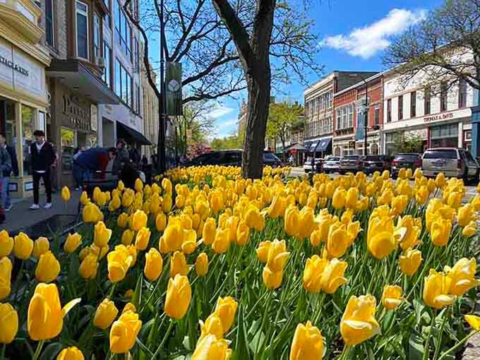 Golden tulips carpet the downtown in a sea of sunshine that would make even Dorothy homesick for Kansas.