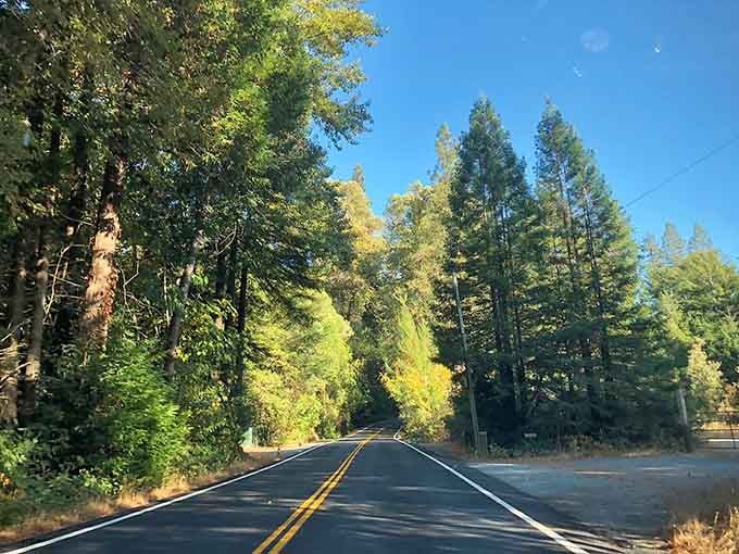 Golden autumn light transforms this forest drive into something Norman Rockwell would've painted if he'd visited California.