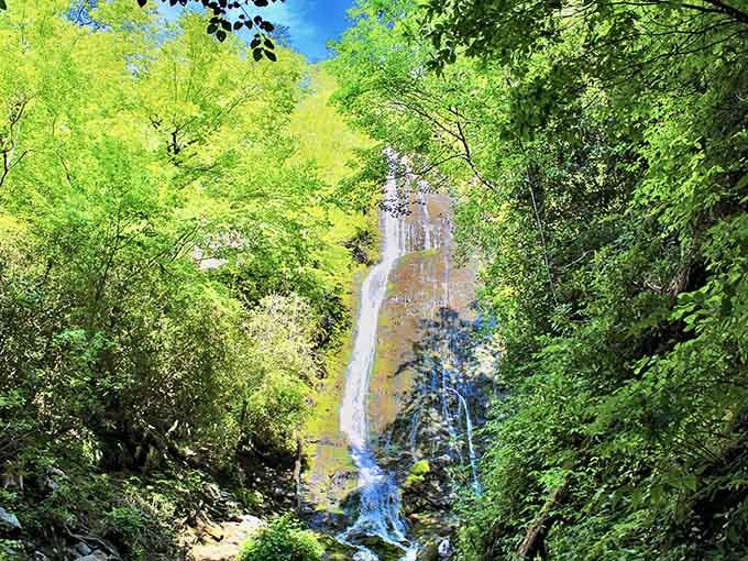 Through the canopy's natural frame, the waterfall reveals itself like a secret reward for those who make the climb.