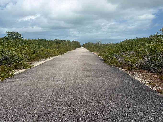 An empty road stretches toward the horizon through low scrubland where miniature deer roam freely like tiny forest spirits.