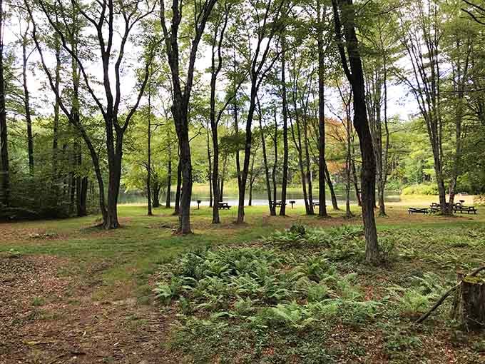 Shaded picnic spots nestle among tall trees, offering the kind of tranquility our grandparents took for granted.
