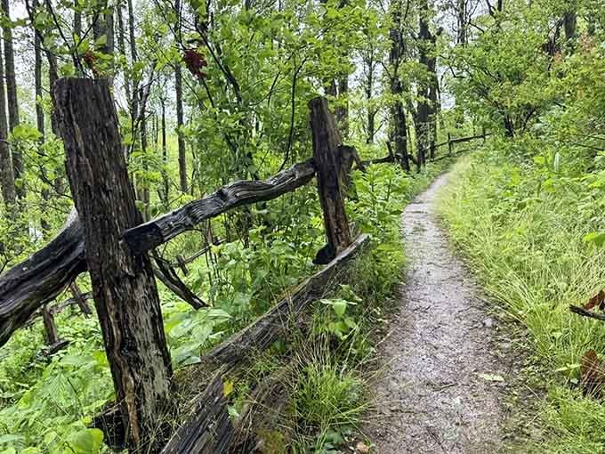 The winding trail ahead disappears into verdant wilderness, inviting hikers to explore what lies beyond that next bend.