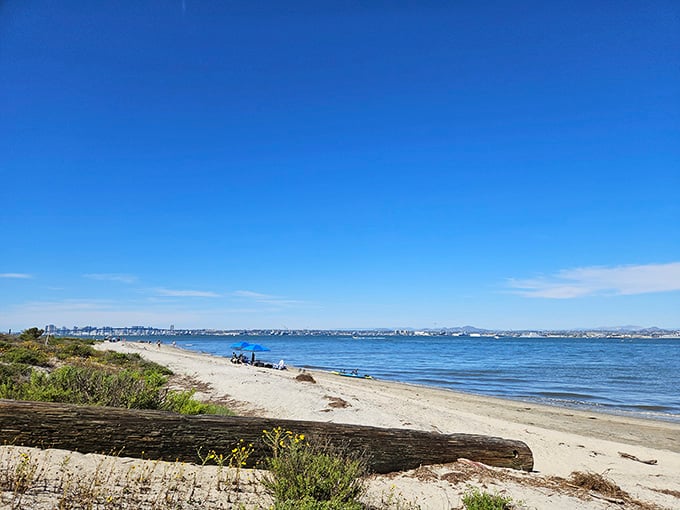 Driftwood decorates the shoreline like nature's own sculpture garden along this peaceful bay beach.