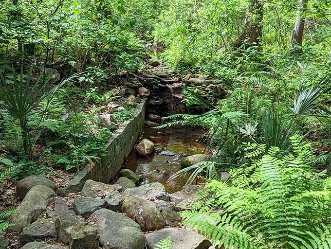 Ferns and native plants create a lush hideaway that feels like stepping into your own private jungle adventure.
