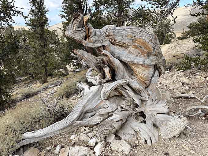 Weathered wood swirls in sculptural patterns, proof that beauty and resilience grow stronger with age and adversity.