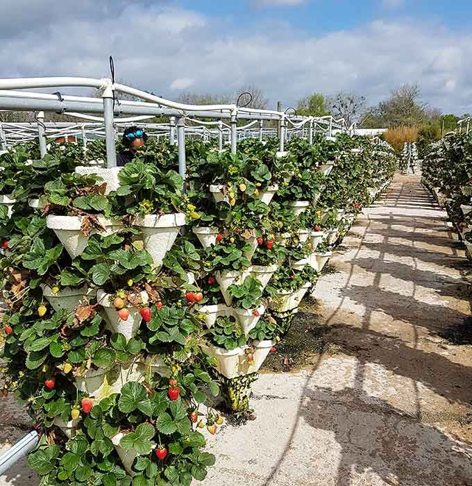 Vertical strawberry towers are like the apartment buildings of the fruit world, maximizing space while minimizing your back pain beautifully.
