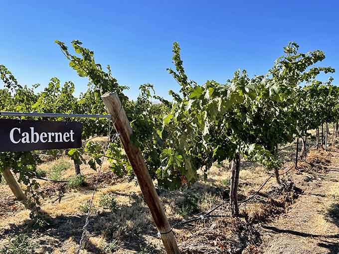 That helpful Cabernet sign points the way to some seriously good grapes growing in the warm Yakima Valley sunshine.