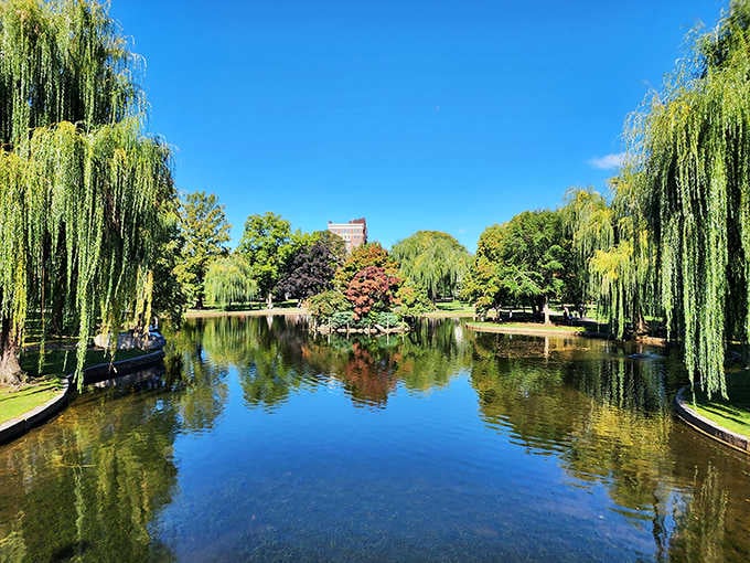Weeping willows frame this lagoon like nature's own cathedral, reflecting Boston's timeless beauty perfectly.