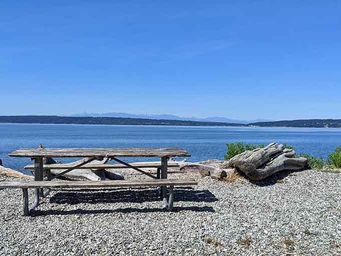 Driftwood logs dot the golden grass where forest meets beach in this secluded island paradise.