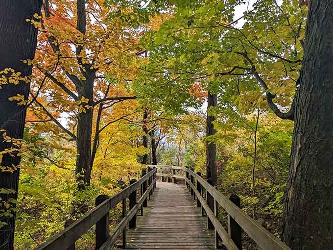 A wooden boardwalk disappears into golden autumn trees, inviting you down a path that looks like pure magic.