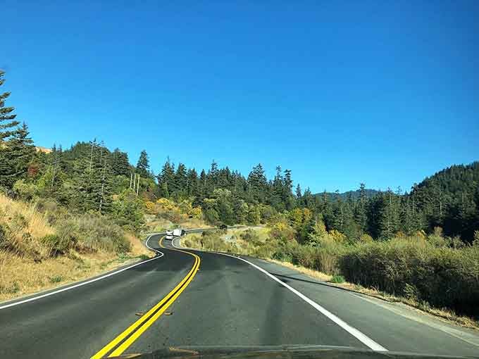 The road ahead disappears into evergreen wilderness, inviting you forward like a friend waving you into their home.