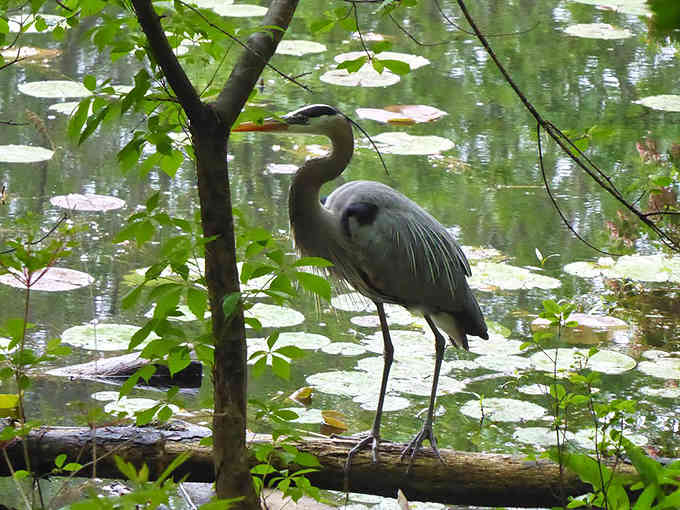 This patient heron demonstrates the fine art of stillness - a skill most of us lost around the smartphone era.