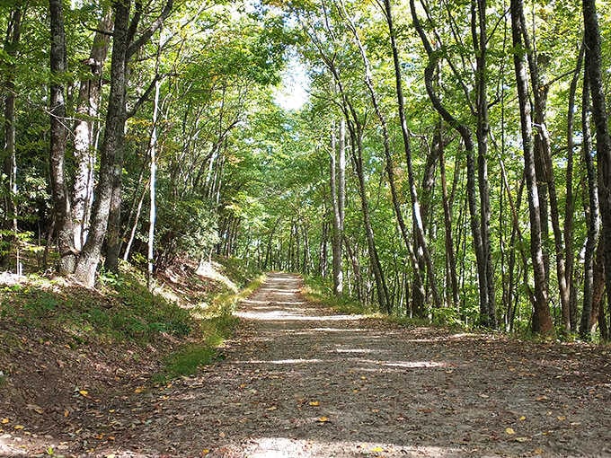 A tree-lined path beckons explorers upward through dappled sunlight, leading toward Virginia's highest point and wild pony encounters beyond.