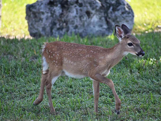 This adorable Key deer fawn strikes a pose that could melt the hardest heart—nature's own pocket-sized Bambi moment.