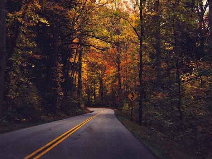 The forest glows amber and gold as the road curves gently ahead, beckoning you deeper into autumn's embrace.