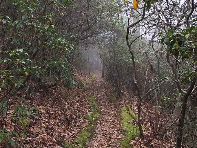 Morning mist adds mystery to this leaf-covered path that winds through gnarled trees like a scene from Sleepy Hollow.