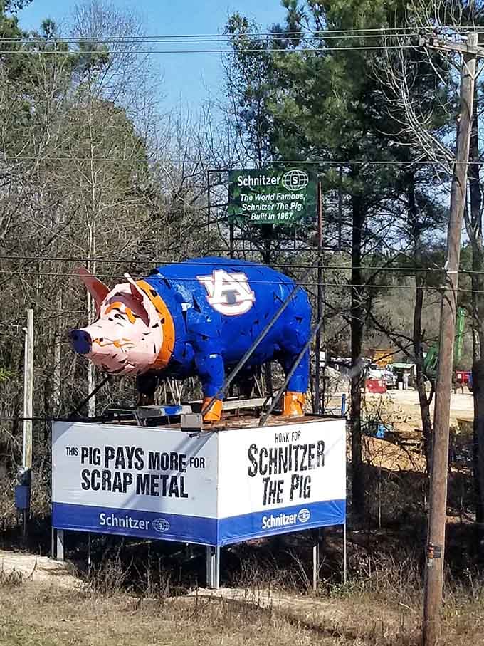 The roadside signage tells the story &ndash; this pig pays more for scrap metal while showing serious SEC football loyalty!