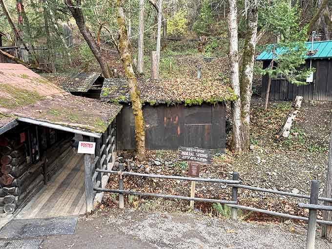 Moss-covered roofs and forest shadows give these quirky structures the appearance of woodland hobbit homes gone slightly askew.