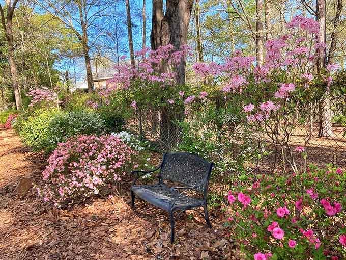 Pink azaleas frame a garden bench that's practically begging you to sit down and forget about your to-do list.