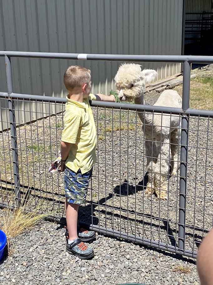 This young visitor discovers that alpacas are surprisingly polite dining companions, unlike certain family members at Thanksgiving.