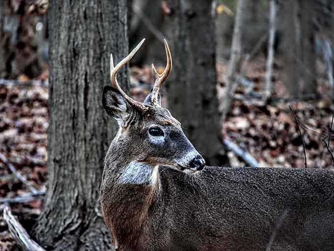 Local wildlife posing like they know they're part of the scenery, adding that National Geographic touch to your hike.
