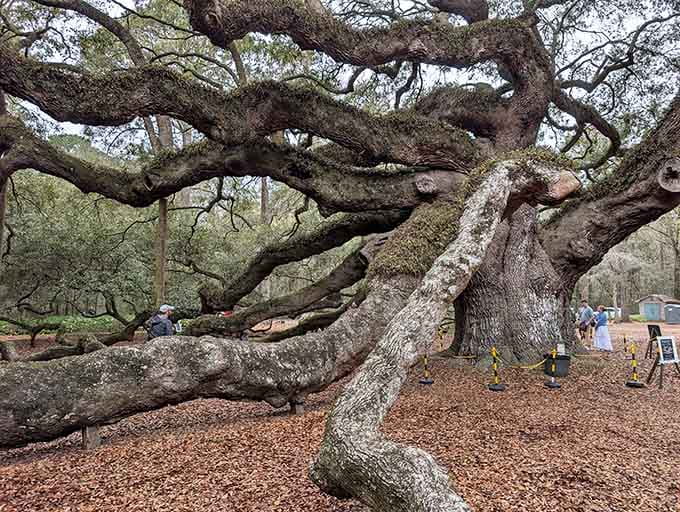 These massive limbs create natural tunnels that make you feel like you've entered a fairy tale.