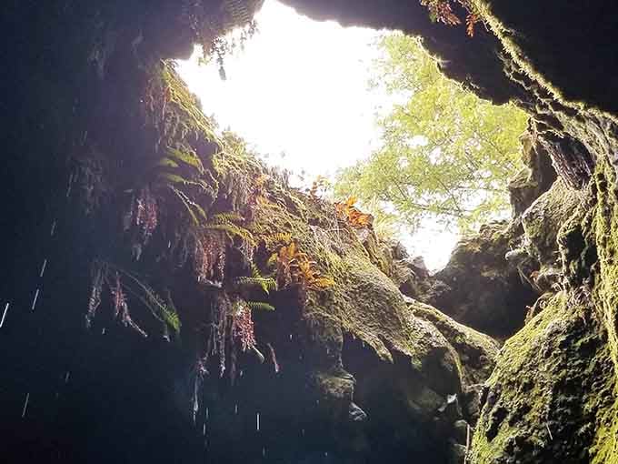 Ferns and daylight peek through the cave ceiling, reminding you the forest is never far away.