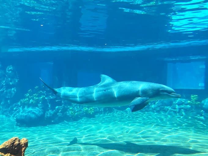 Dolphins gliding through crystal waters, reminding us that some creatures were born to show off gracefully.