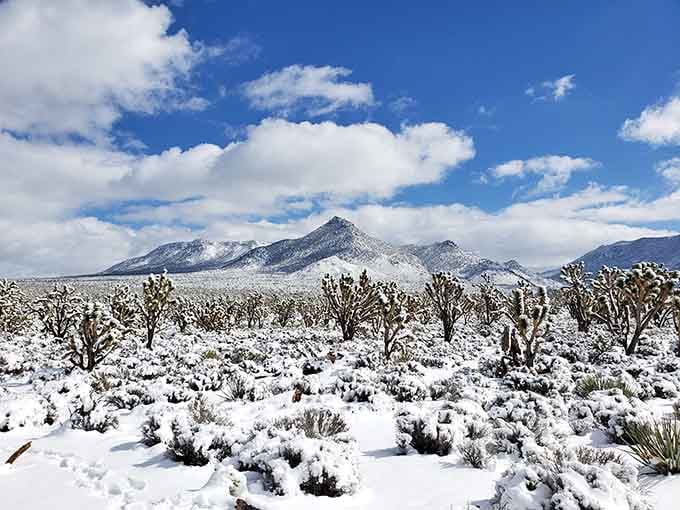 The Hidden Joshua Tree Preserve In Arizona That Feels Like Another Planet