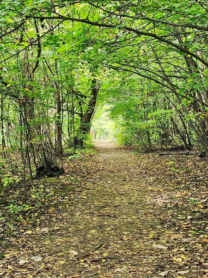 A tunnel of green so perfect you half expect woodland creatures to start singing and helping with your chores.