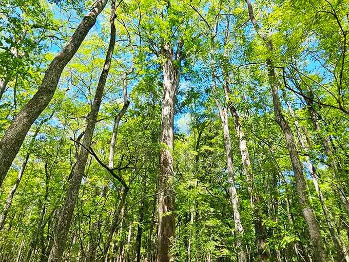 Springtime transforms the swamp into an emerald wonderland where every shade of green imaginable competes for your attention.