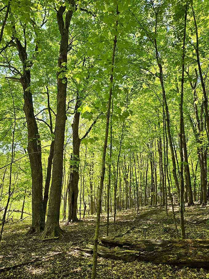 These towering trees form a cathedral of green that makes you understand why people hug trees sometimes.