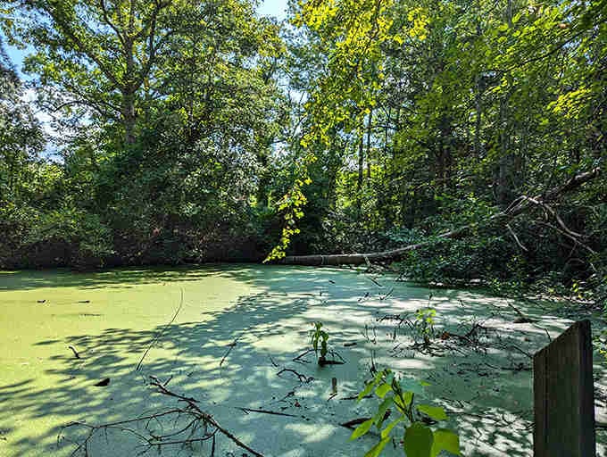 That green carpet isn't lawn, it's duckweed doing its thing in the swamp's still waters.